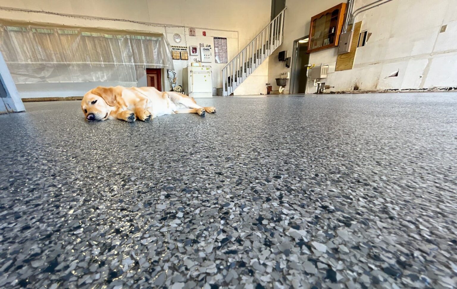 Revolutionizing Pet-Friendly Flooring with Polyurea